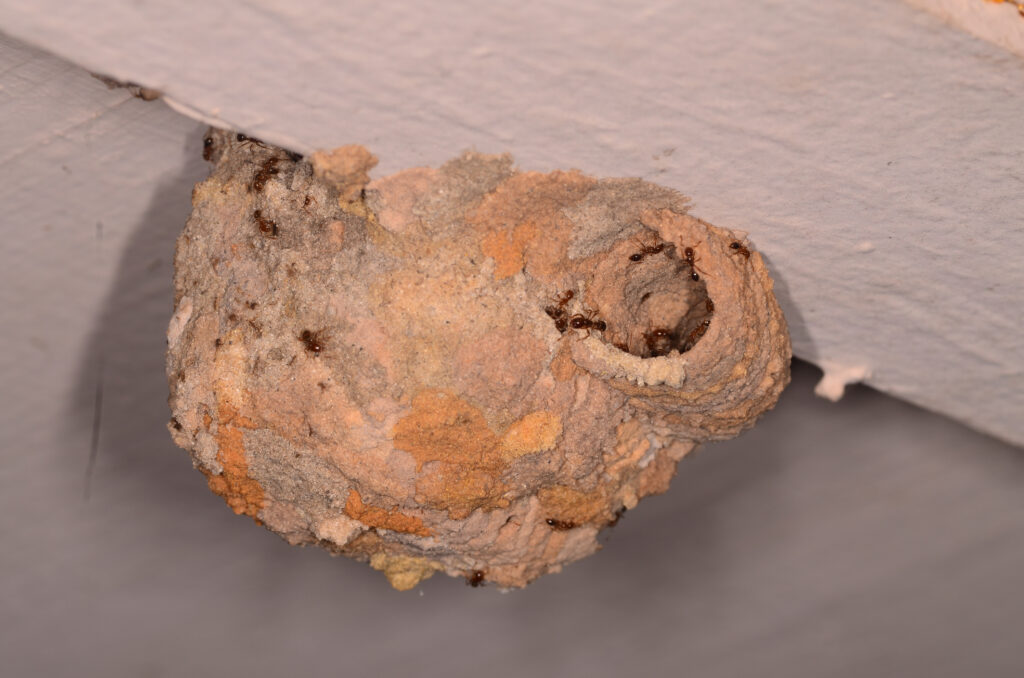 Mud Dauber Facts & Identification | Florida Pest Control