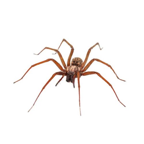 House Spider Identification, Habits & Behavior | Florida Pest Control