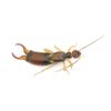 Earwig Identification, Habits & Behavior | Florida Pest Control