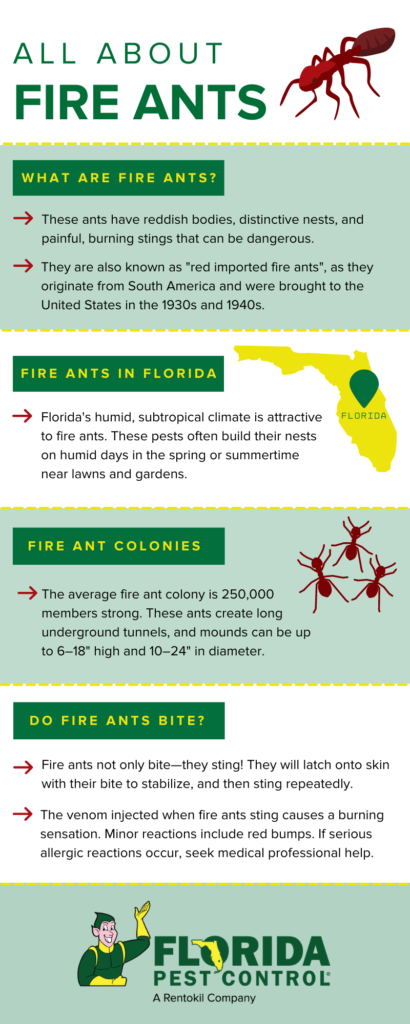 Fire Ants in Florida: What to Know | Fire Ant Control & Prevention | FL ...