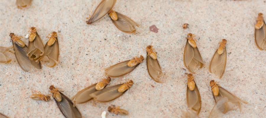 When Do Termites Swarm in Florida? - Florida Pest Control