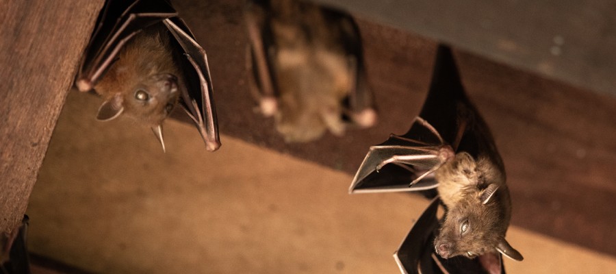 Signs of a Bat Infestation | Florida Pest Control