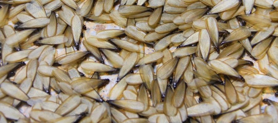 Avoiding Spring Insect Swarms - Florida Pest Control