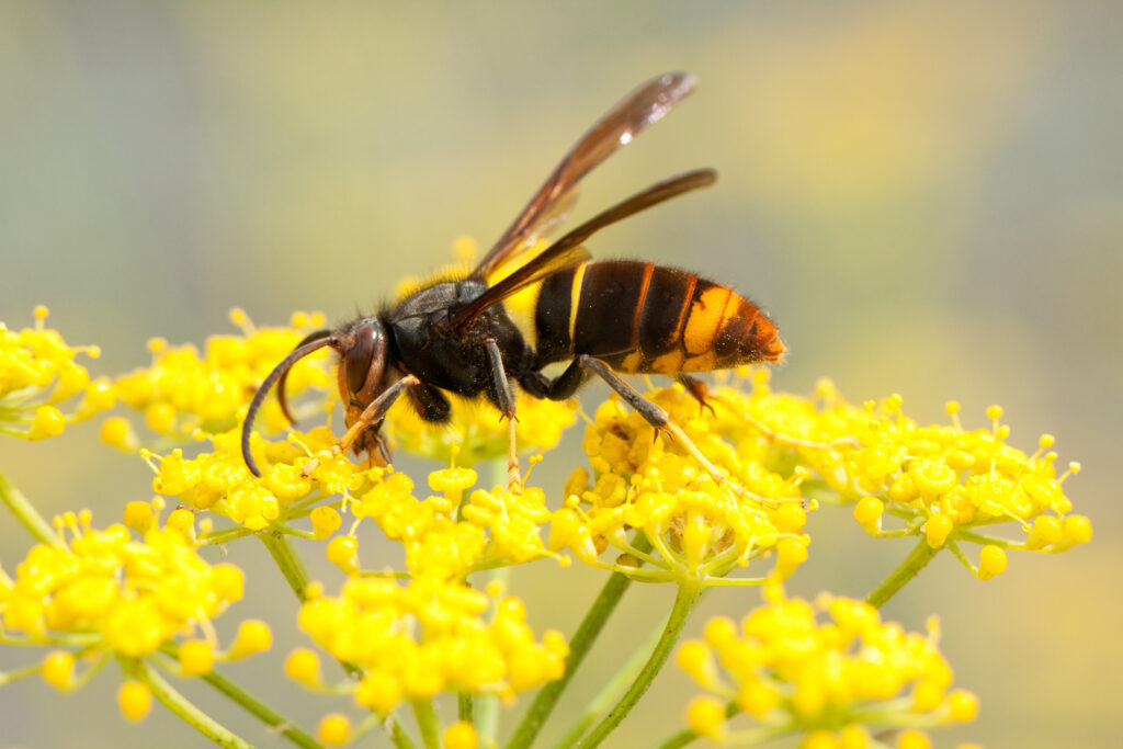 What Do Wasps Eat? | Wasp Diet Explained | Florida Pest Control