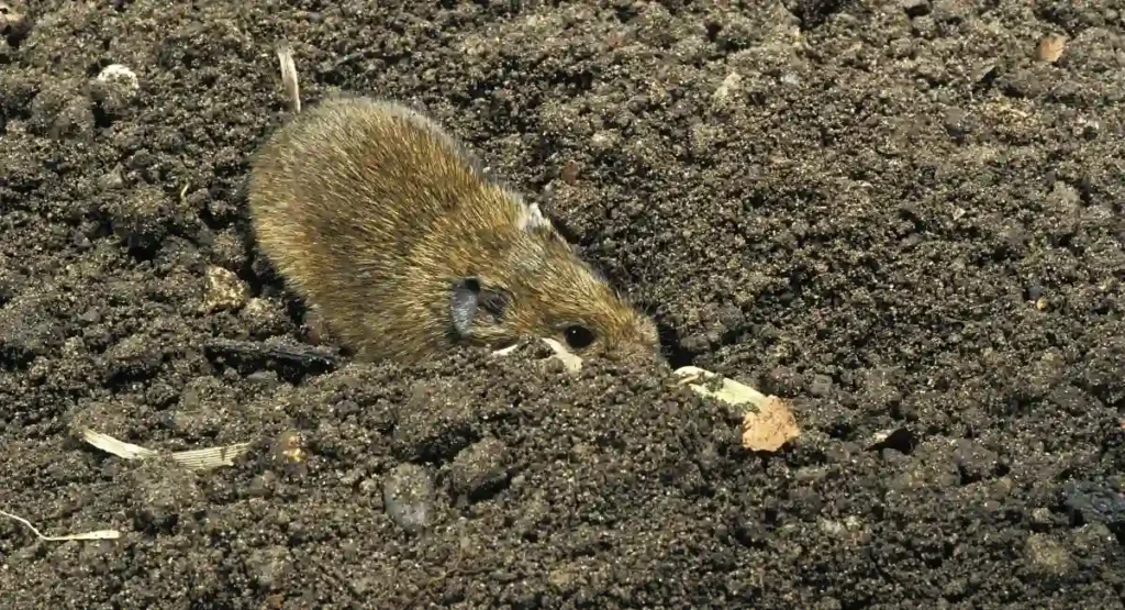 Are Voles Dangerous? | Dangers of Voles | Florida Pest Control